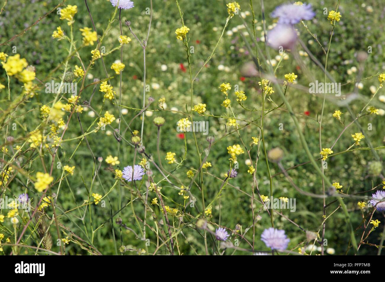 Greece, Samos island, Pythagoreion, wildflowers growing in countryside ...