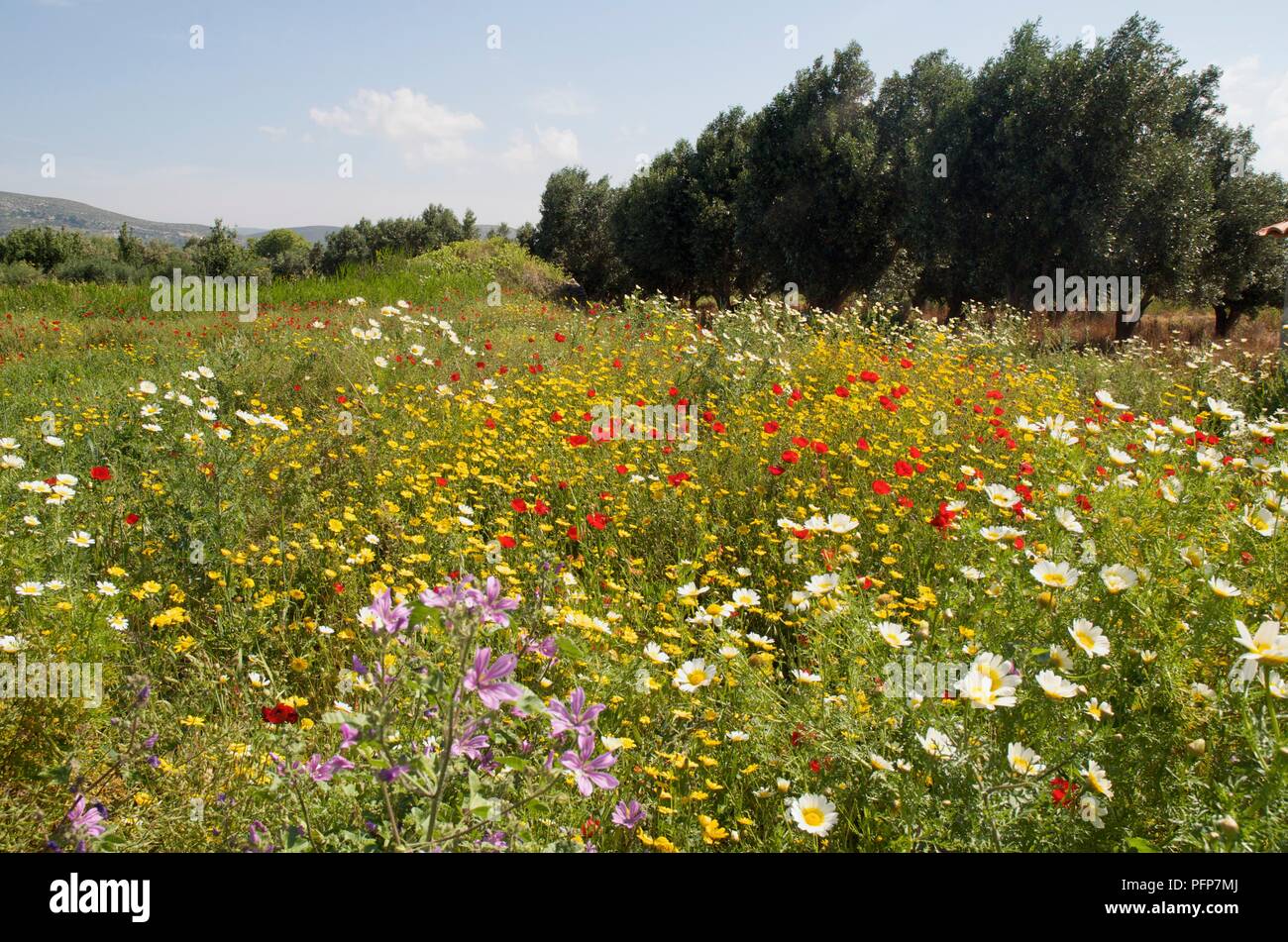 Greece, Samos island, Pythagoreion, wildflowers in countryside in ...