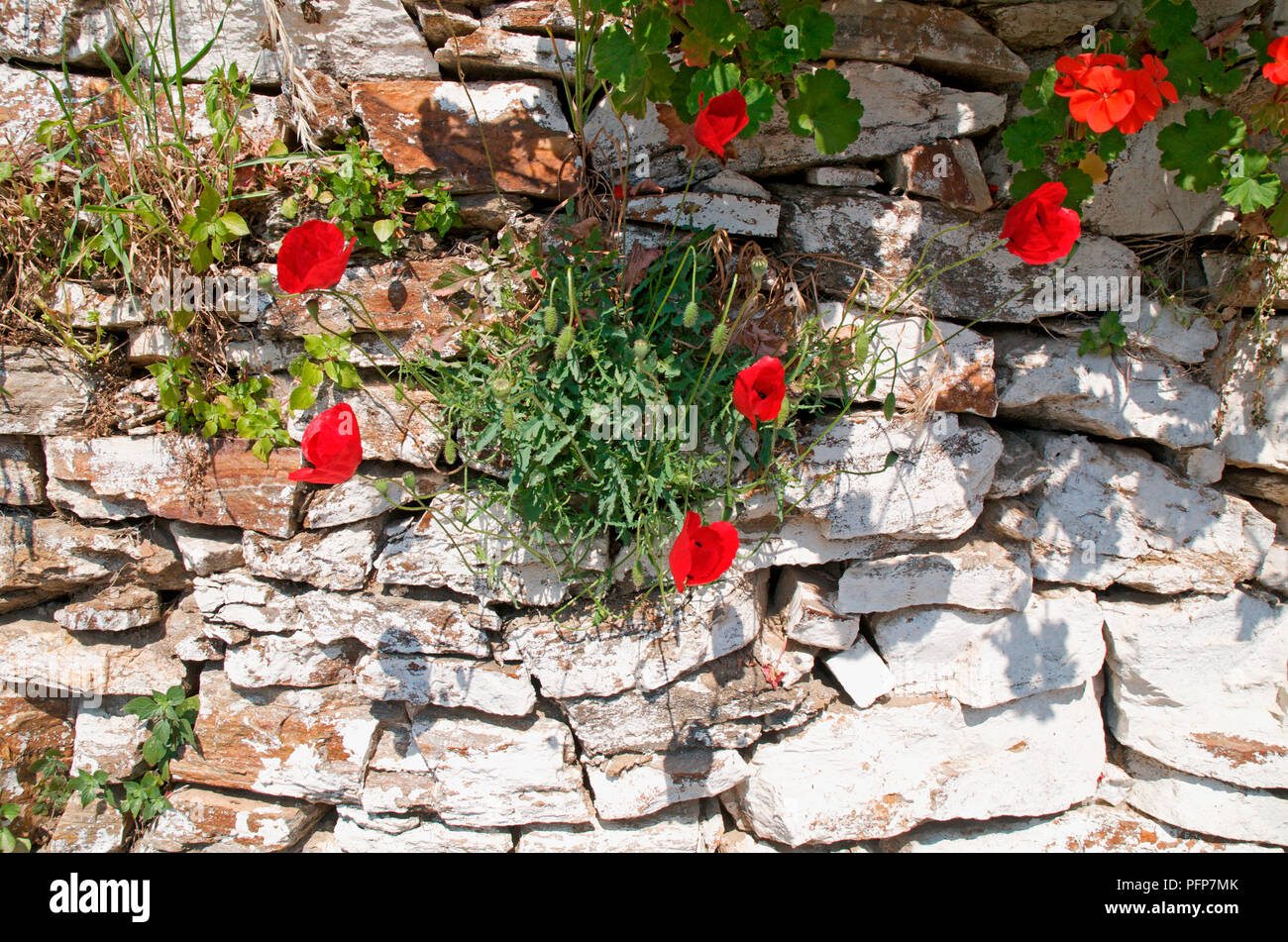 Greece, Ikaria island, red poppies and wild flowers growing in stone ...