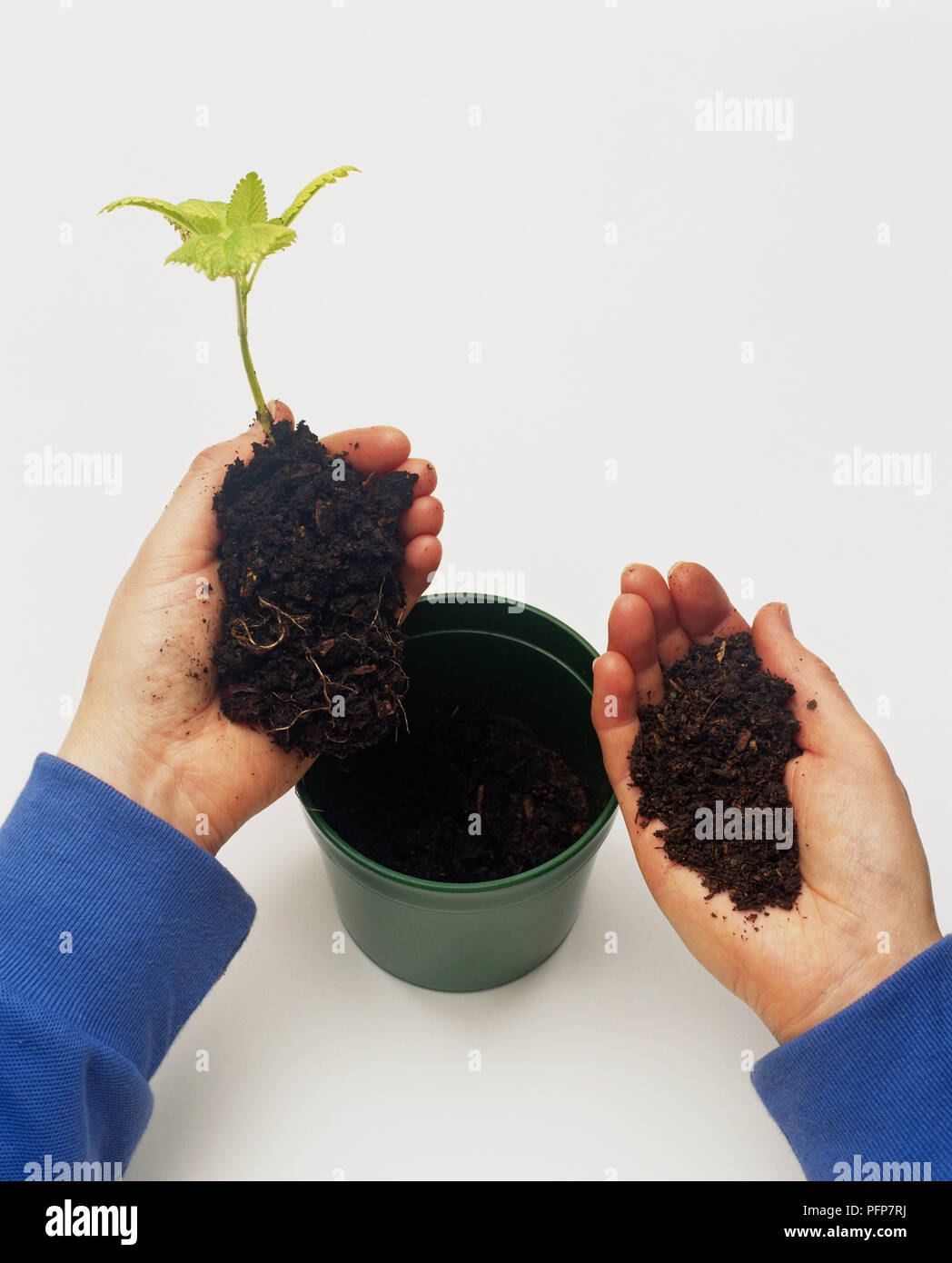 Golden lemon balm hi-res stock photography and images - Alamy