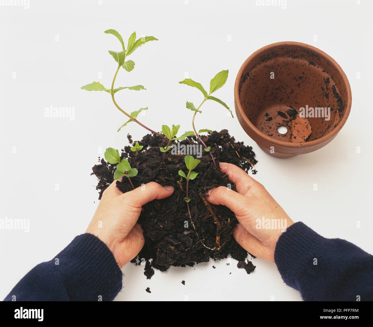 Pulling apart mint rhizome seedlings in compost near plant pot Stock ...