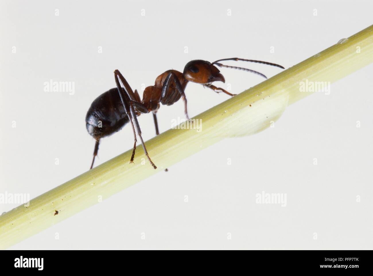 Fire ant (Solenopsidini) on stem Stock Photo - Alamy