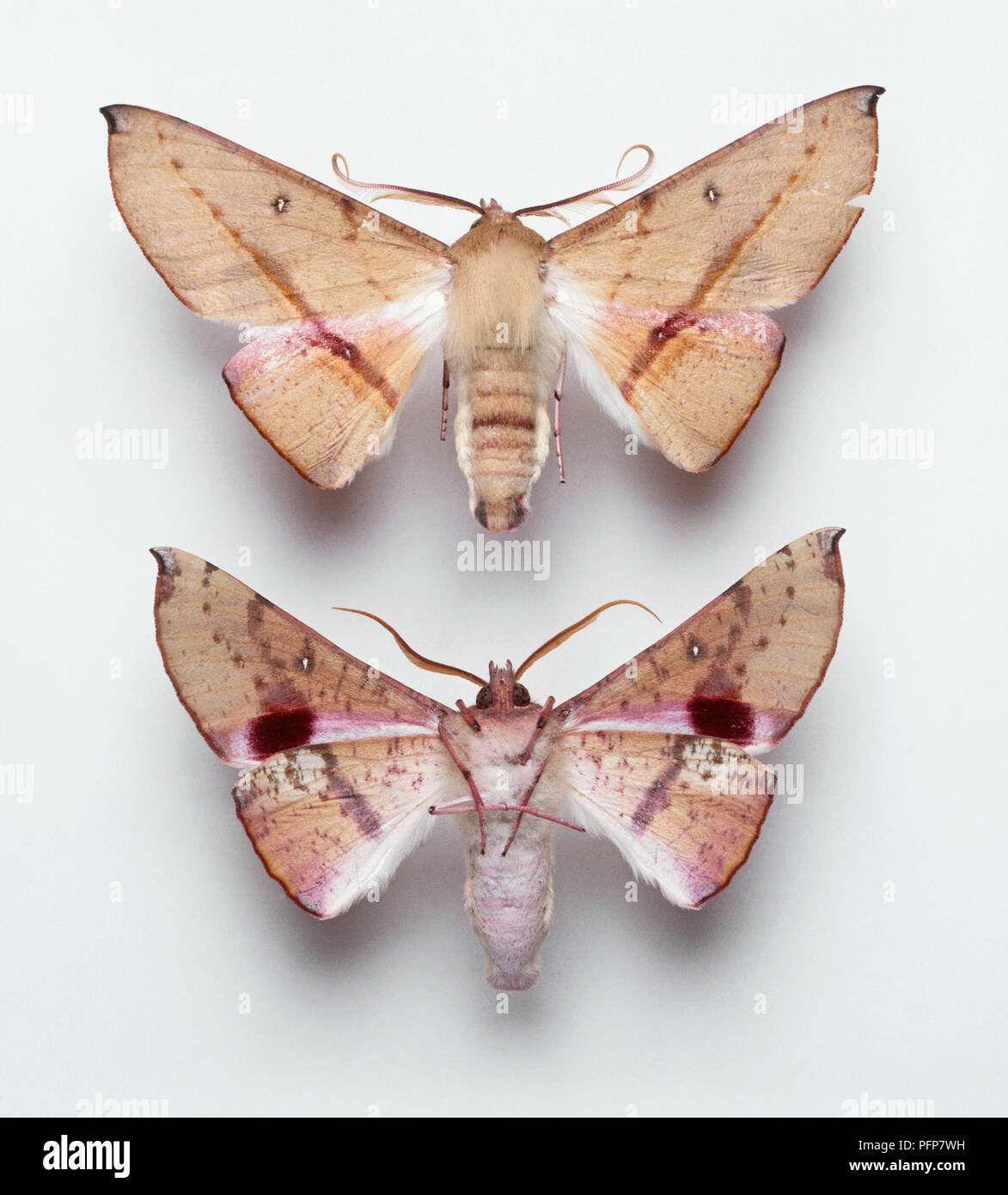 Pink bellied moth hi-res stock photography and images - Alamy