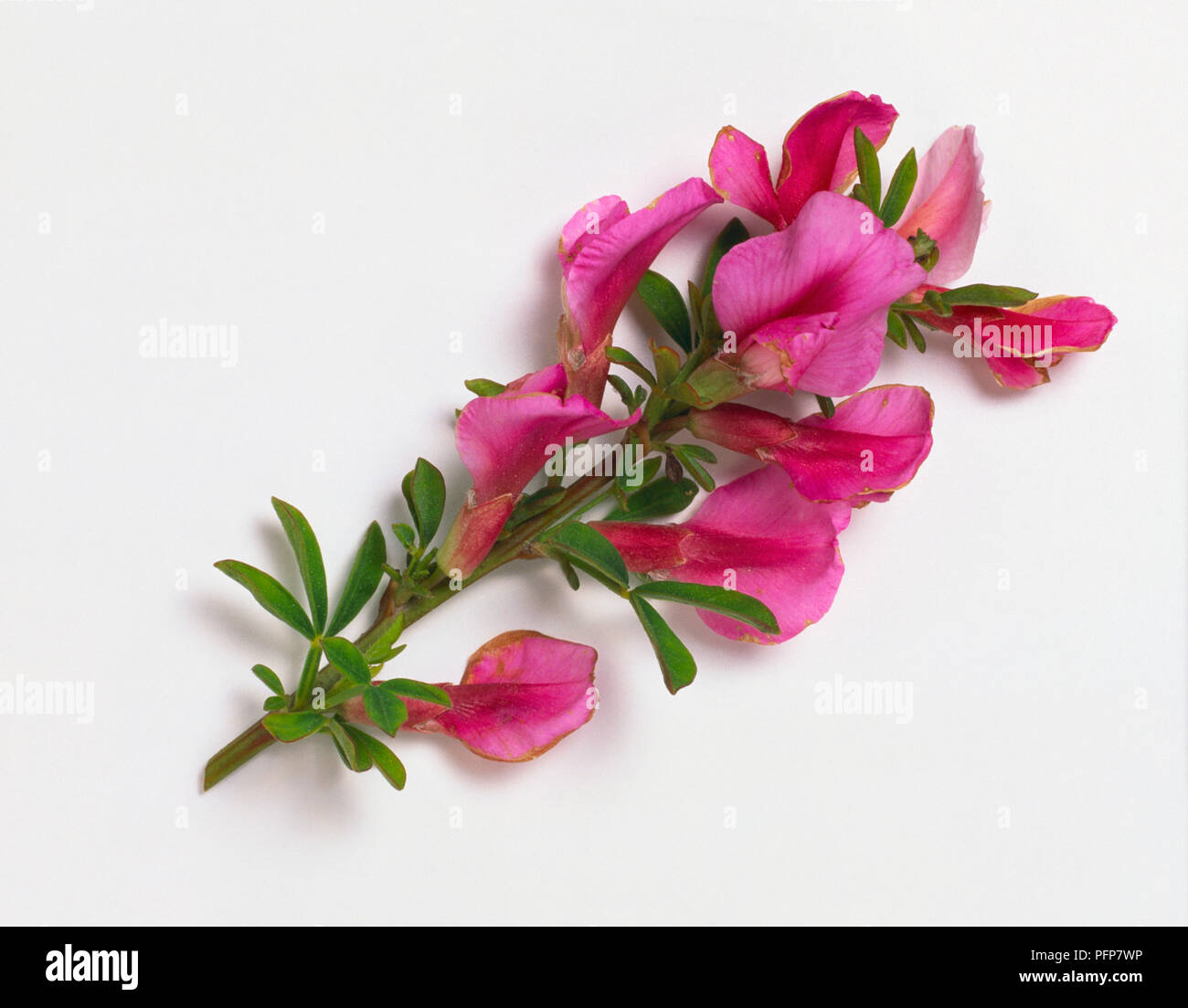 Laburnocytisus adamii 'Cytisus Purpureus', deep pink flowers oand small ...
