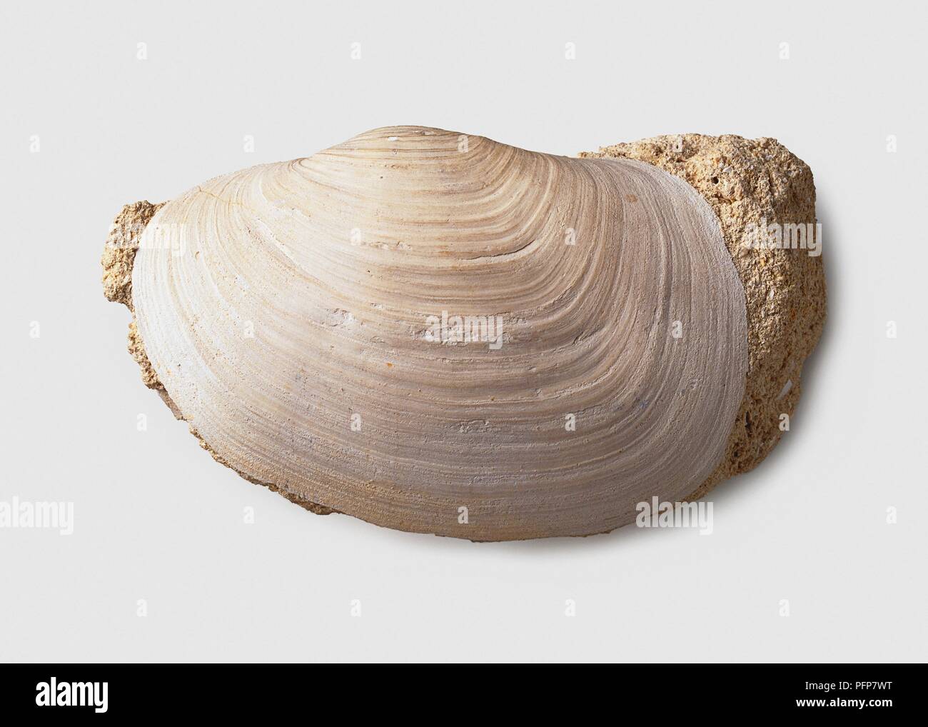 Panopea glycimeris (Geoduck) shell, Pliocene era Stock Photo - Alamy