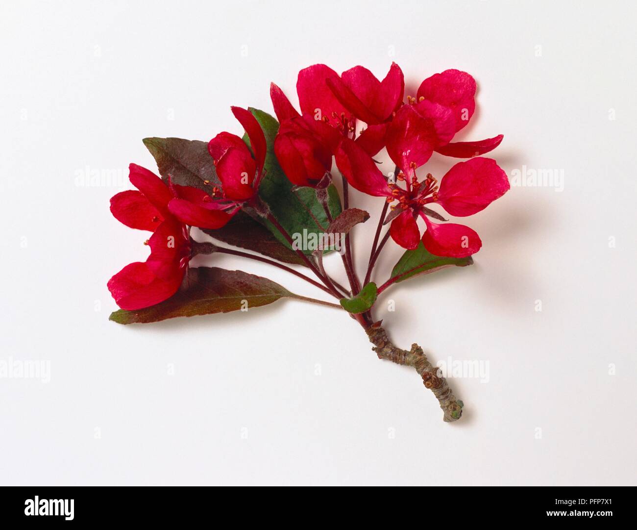 Malus 'Profusion' (Crab apple hybrid), stem with leaves and red flowers ...