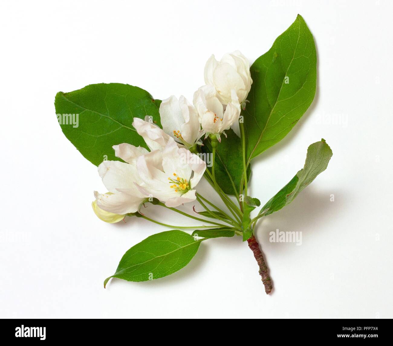 Malus baccata (Siberian crab apple) stem with leaves and white flowers ...