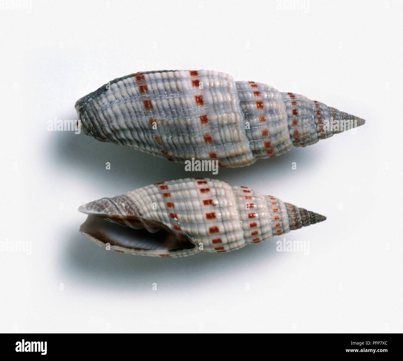 Mitre shell hi-res stock photography and images - Alamy