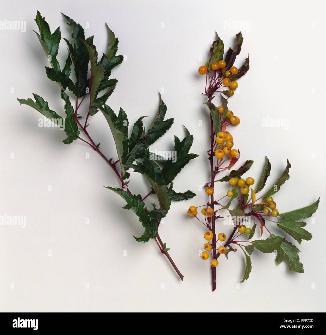 Malus transitoria hi-res stock photography and images - Alamy