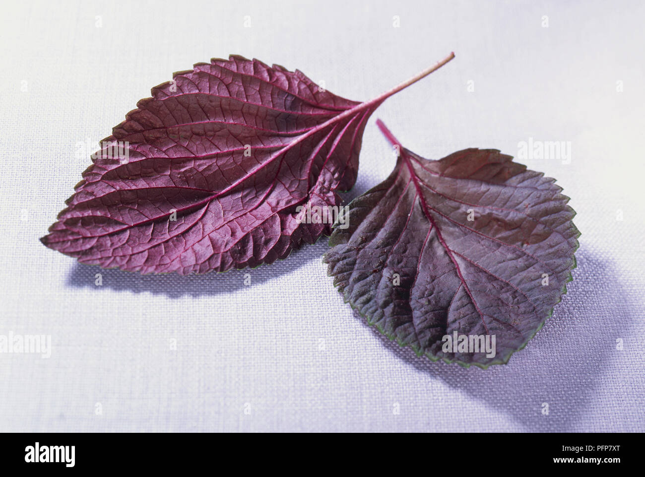 Red perilla hi-res stock photography and images - Alamy