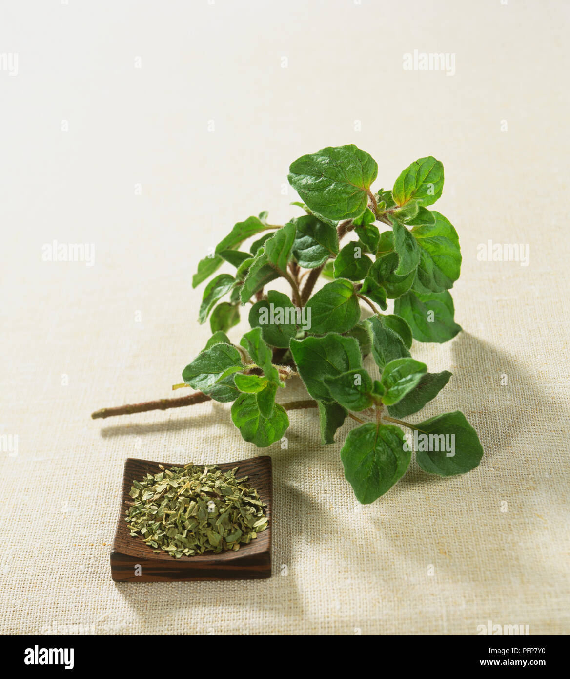 Oregano vulgare, dried and fresh Common Oregano leaves Stock Photo - Alamy