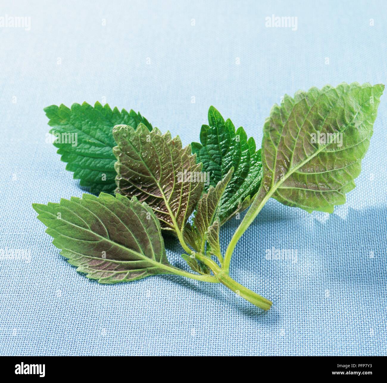 Vietnamese balm hi-res stock photography and images - Alamy