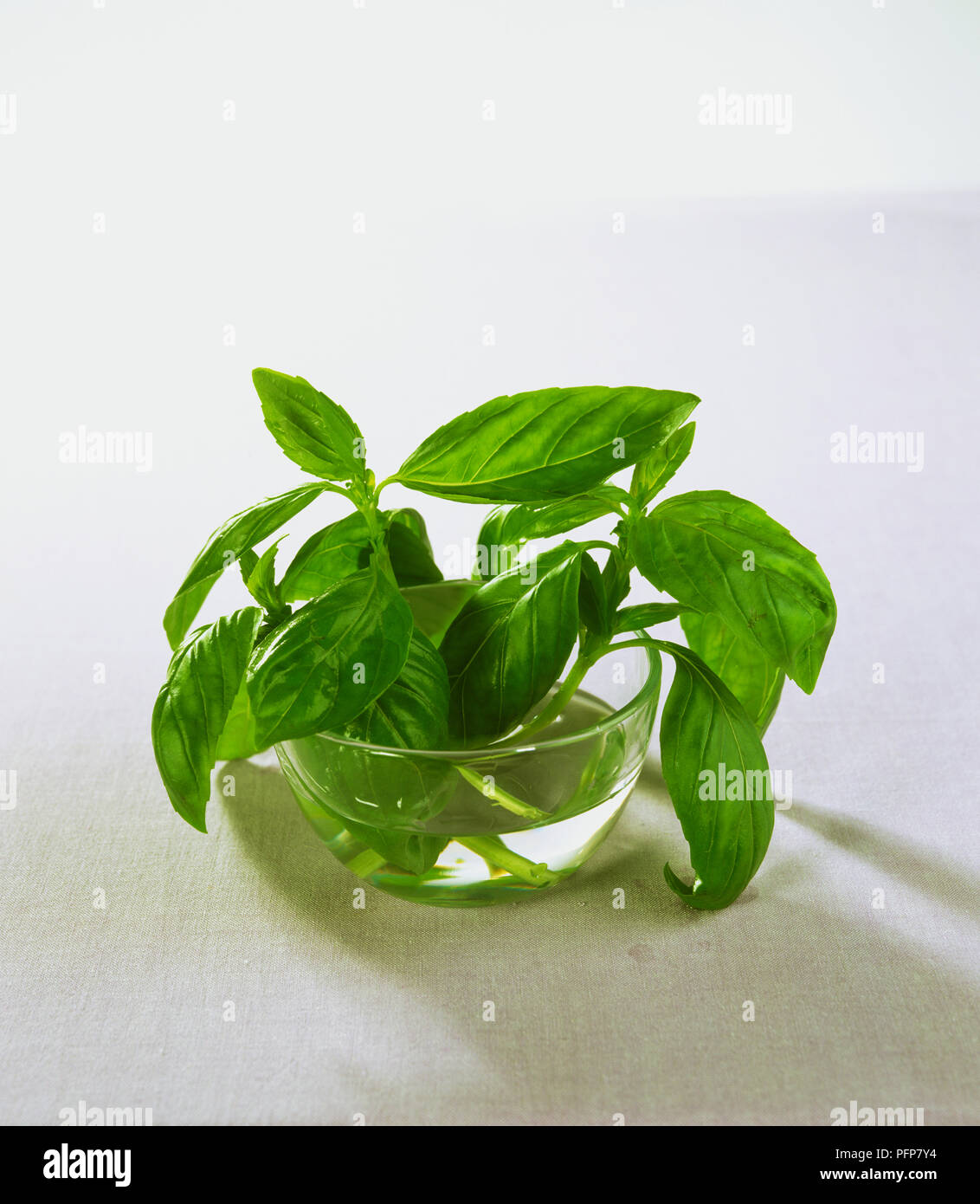 Ocimum basilicum, Sweet Basil leaves in small glass bowl filled with ...