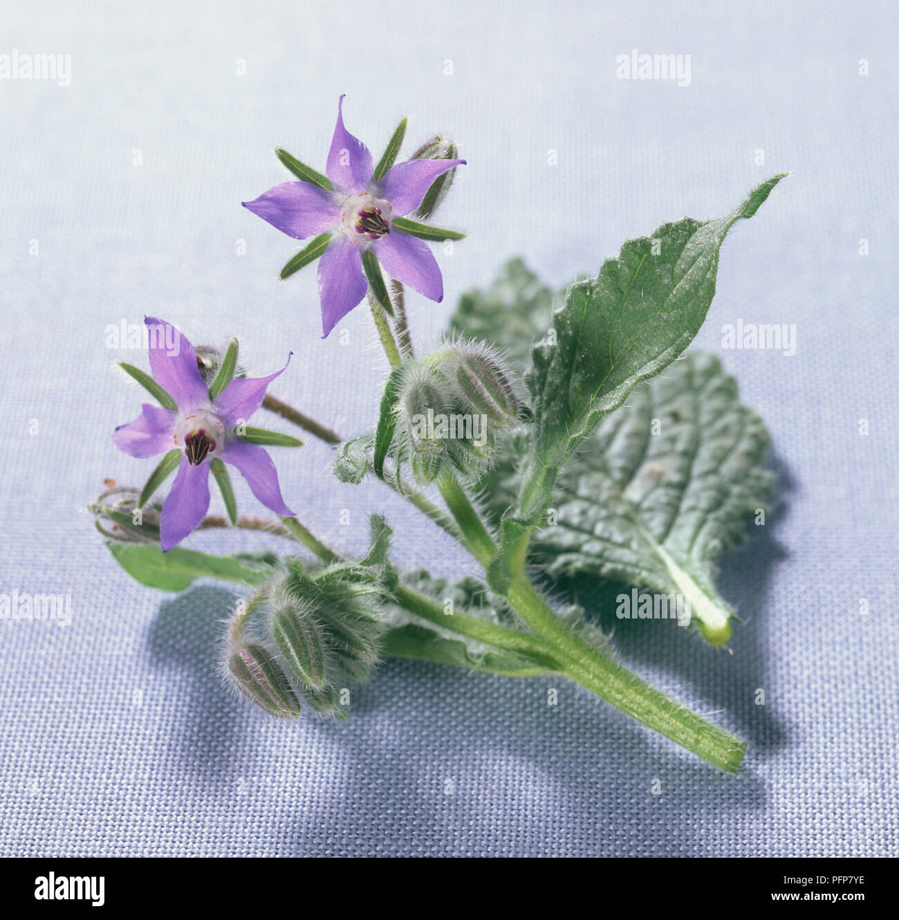 Borago officinalis (Borage), flowers, buds and leaves, close-up Stock ...