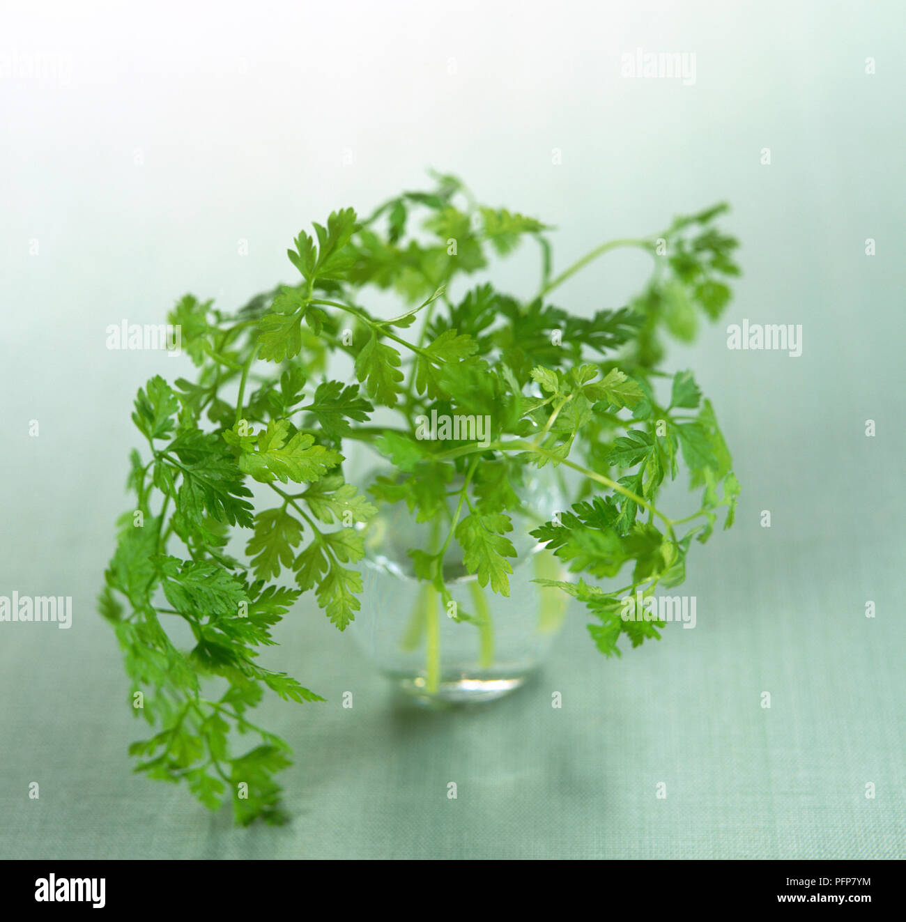 Chervil horizontal hi-res stock photography and images - Alamy