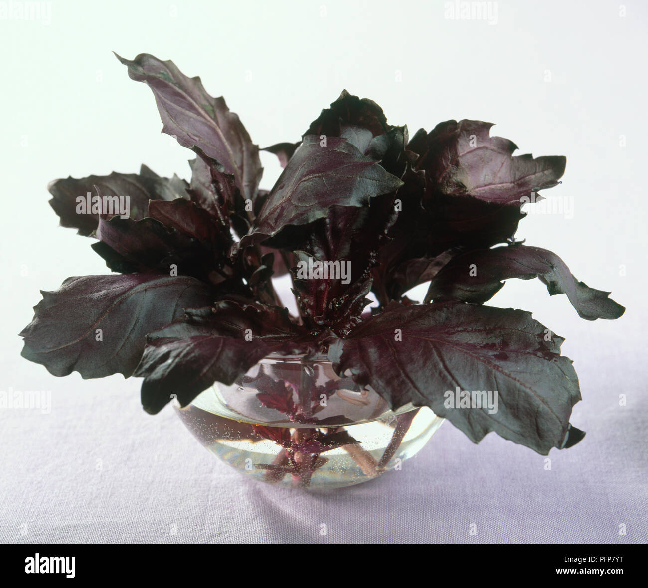 Basil glass hi-res stock photography and images - Alamy