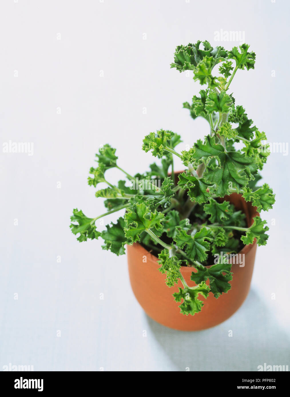 Pelargonium crispum, Lemon Geranium plant growing in terracotta pot ...