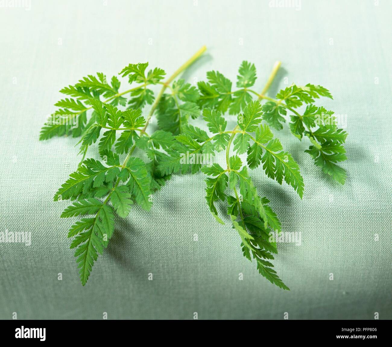 Sweet cicely herb hi-res stock photography and images - Alamy