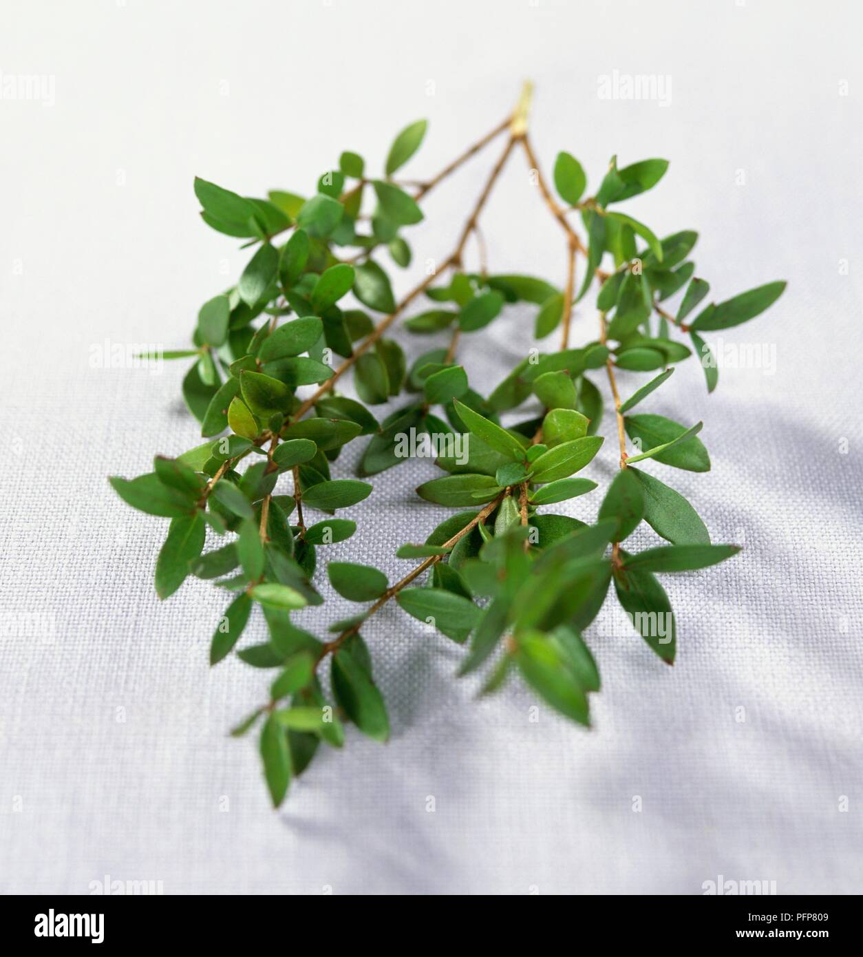 Myrtus communis (Myrtle) sprigs Stock Photo - Alamy