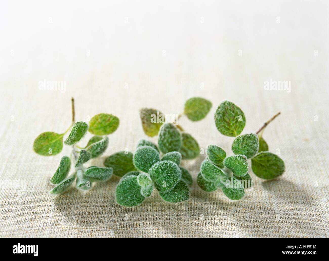 Origanum dictamnus (Cretan dittany), sprigs of green leaves Stock Photo ...
