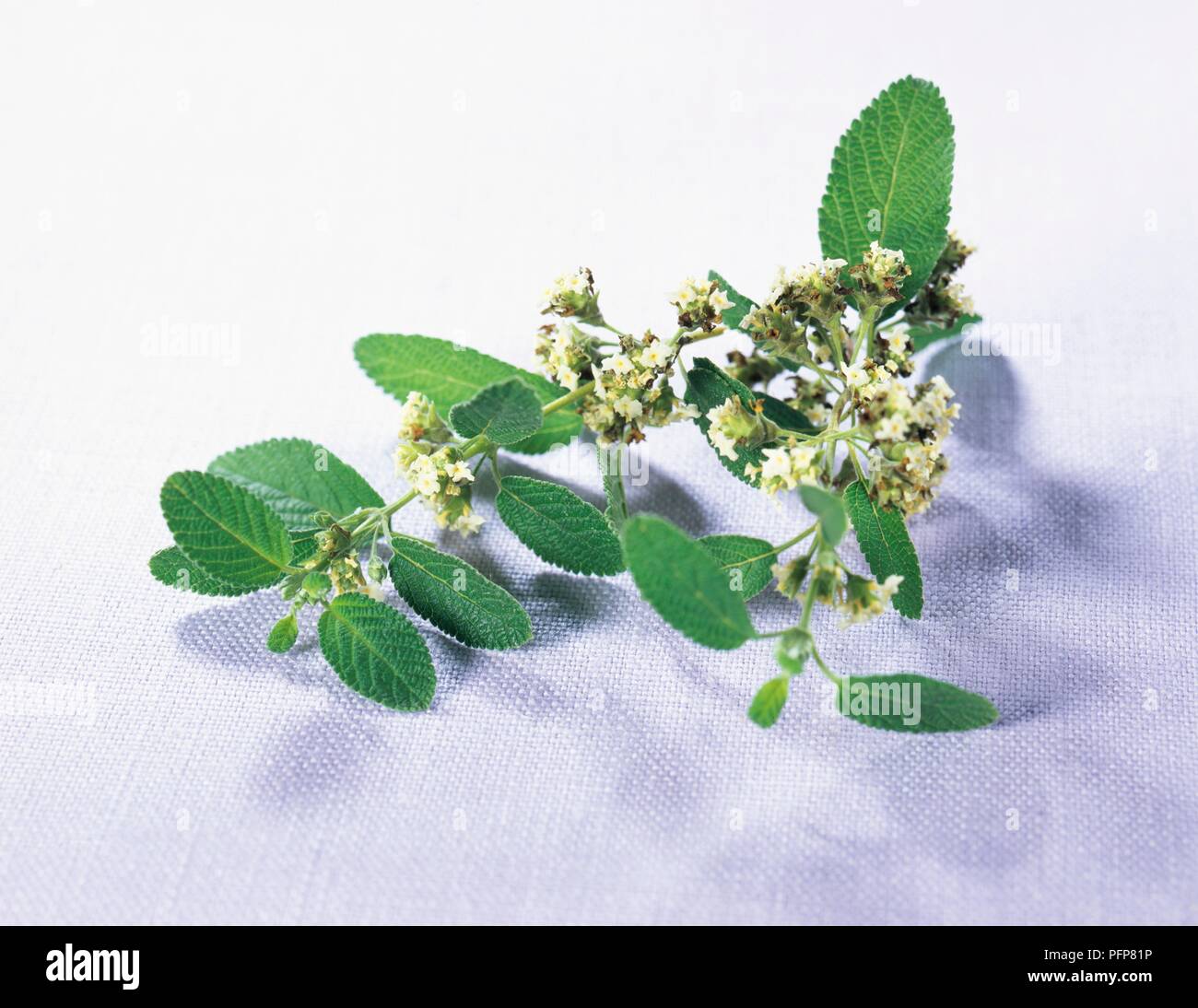 Lippia graveolens (Mexican oregano), sprigs of green leaves and white ...