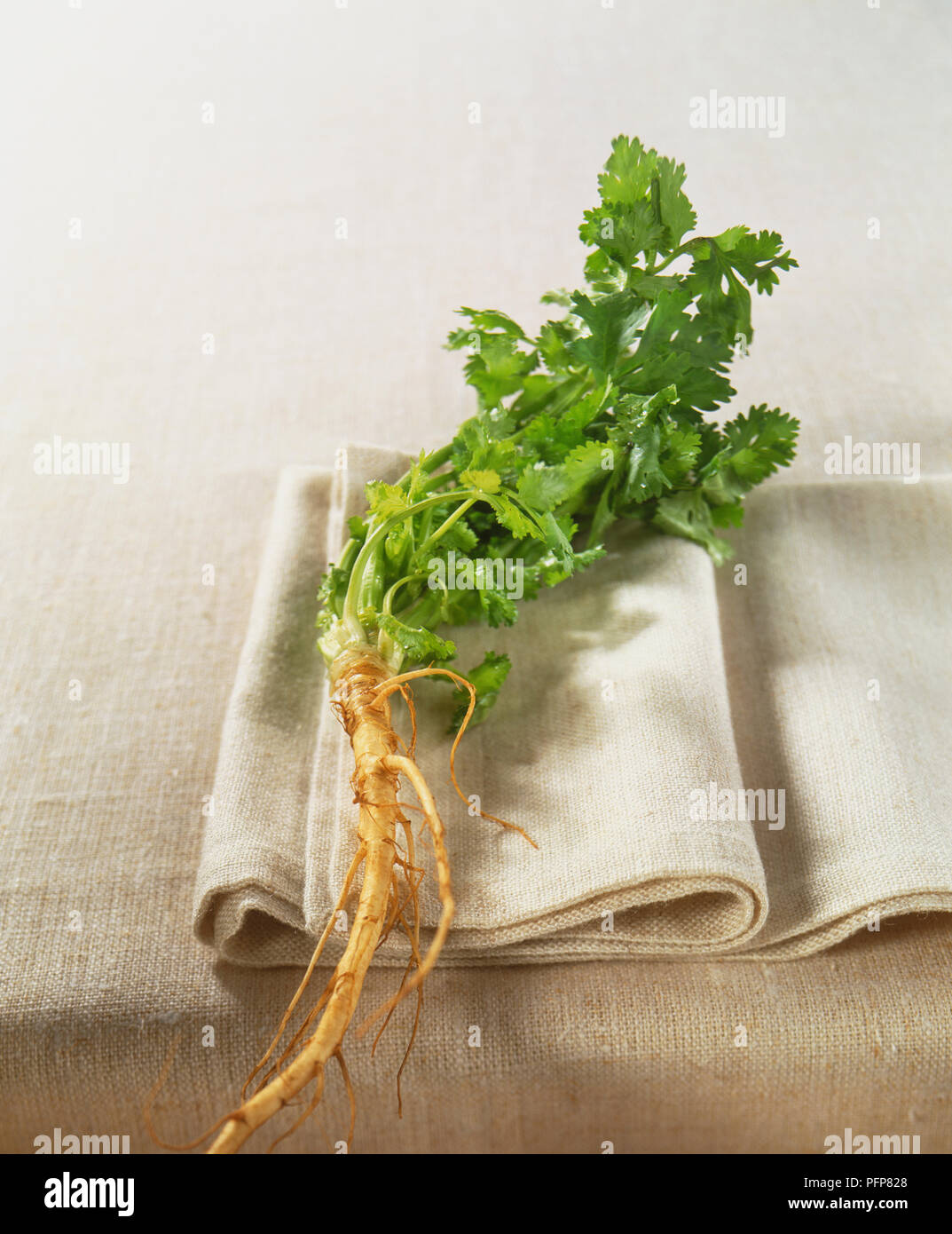 Coriandrum sativum, fresh Coriander leaves and roots, close up Stock ...