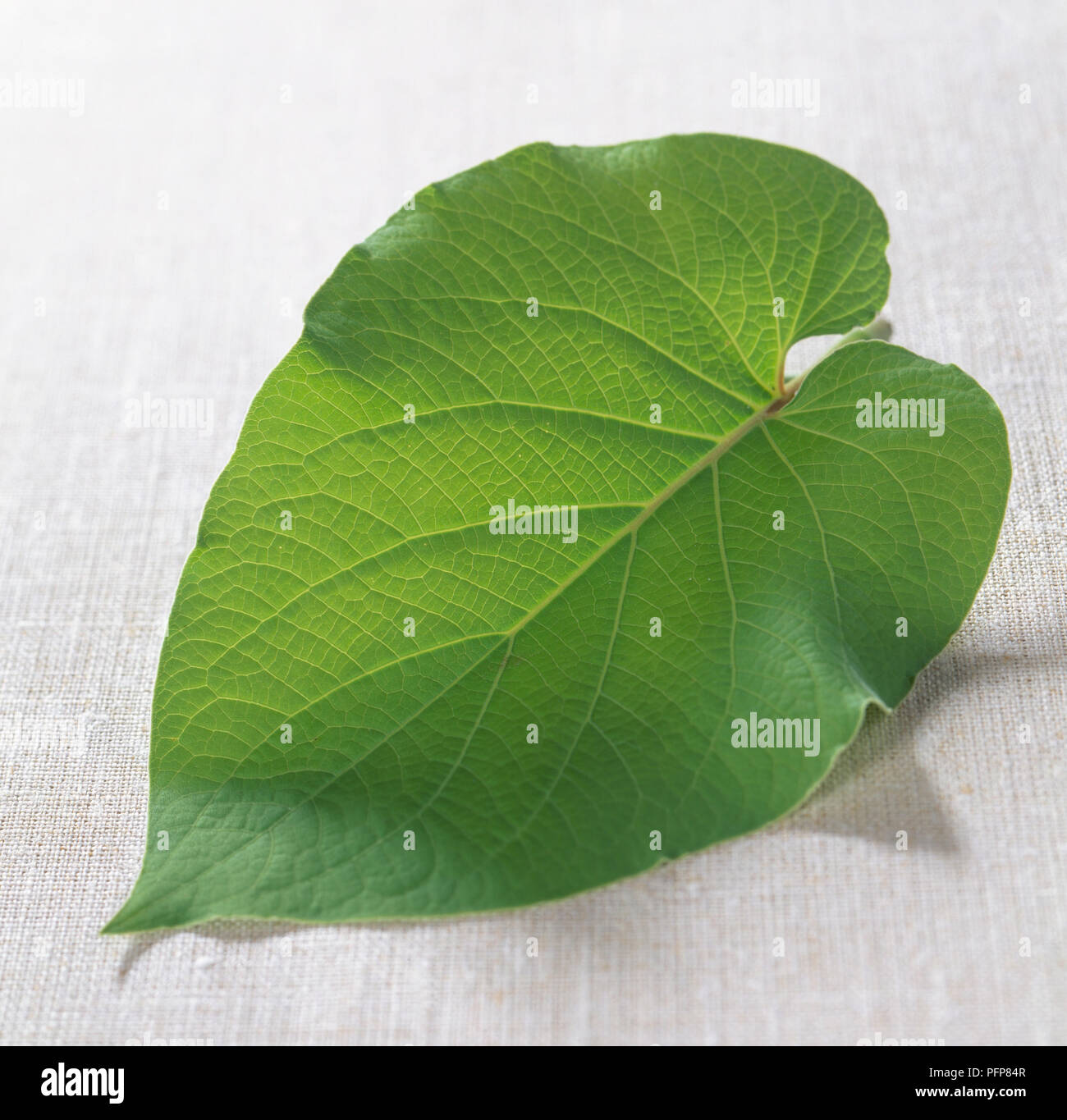 Piper auritum (Hoja santa), fresh green leaf, close-up Stock Photo - Alamy