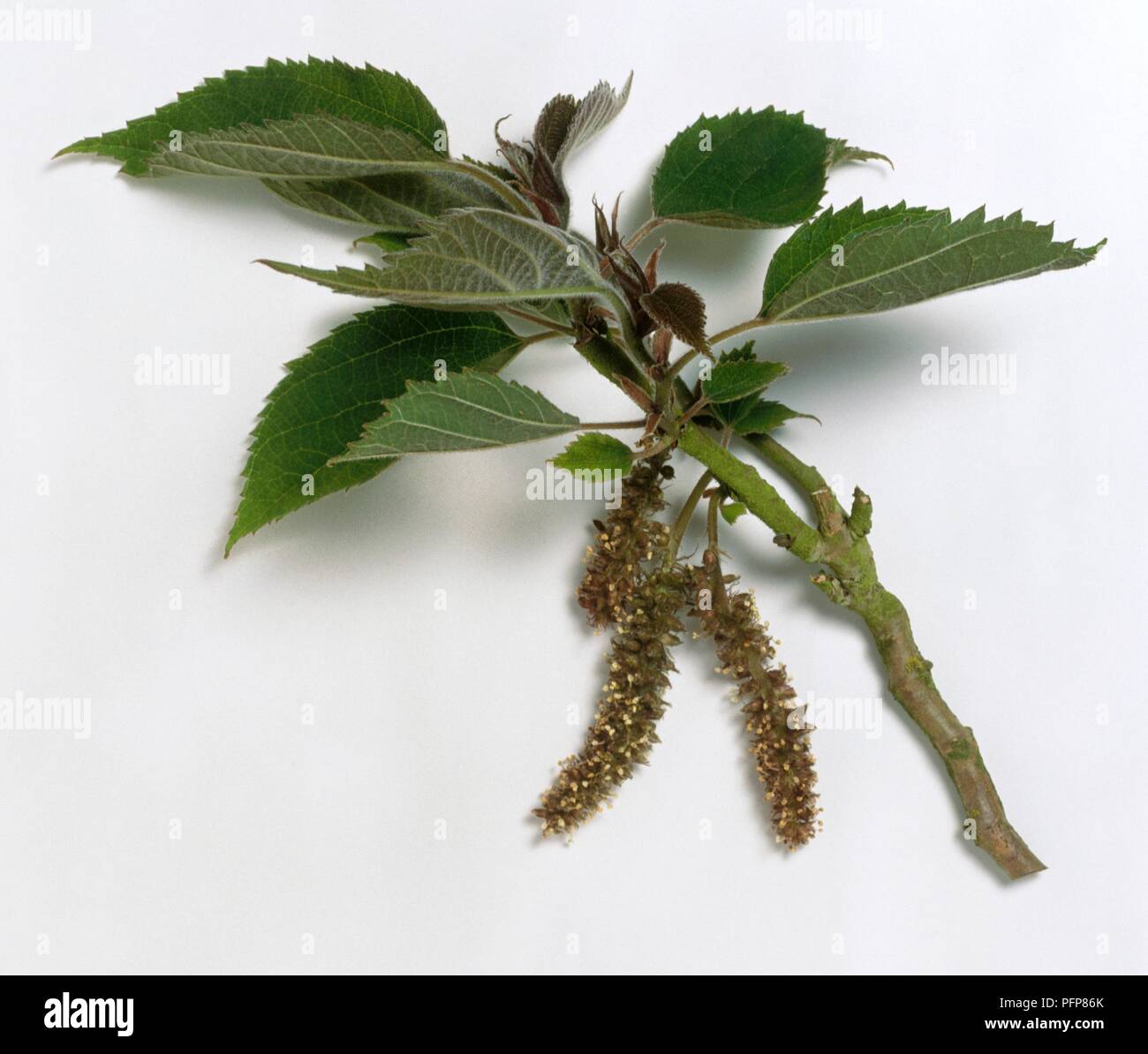 Broussonetia papyrifera (Paper mulberry) stem with leaves and catkins ...