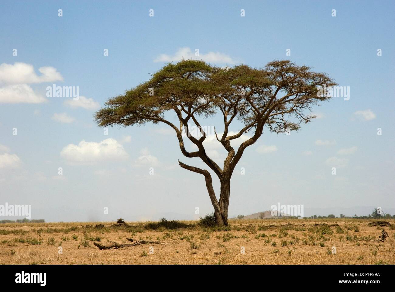Kenya, Amboseli National Park, Acacia tree in semi-arid landscape Stock Photo - Alamy