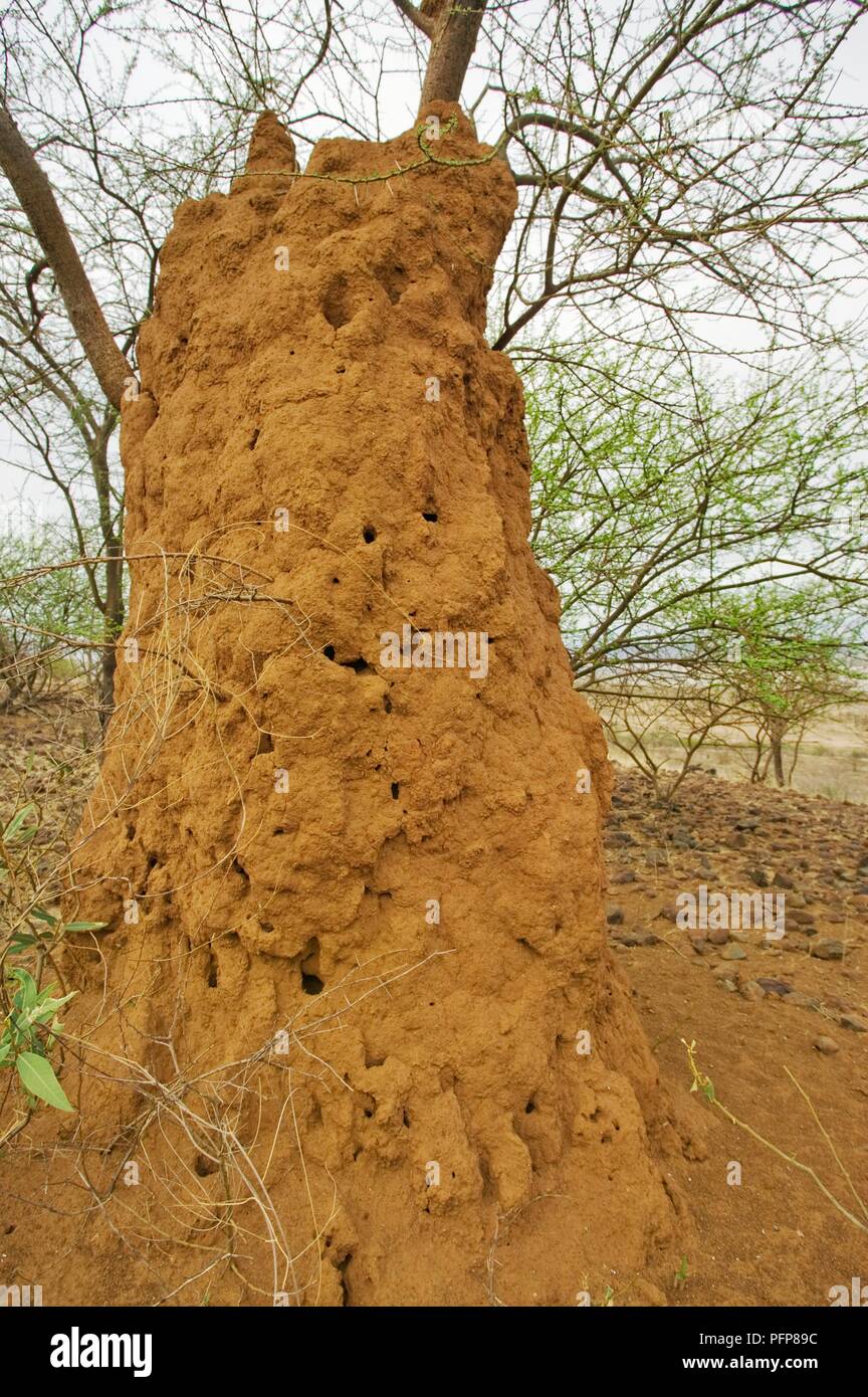 Kenya, Rift Valley, near Magadi, termite mound built around a tree ...