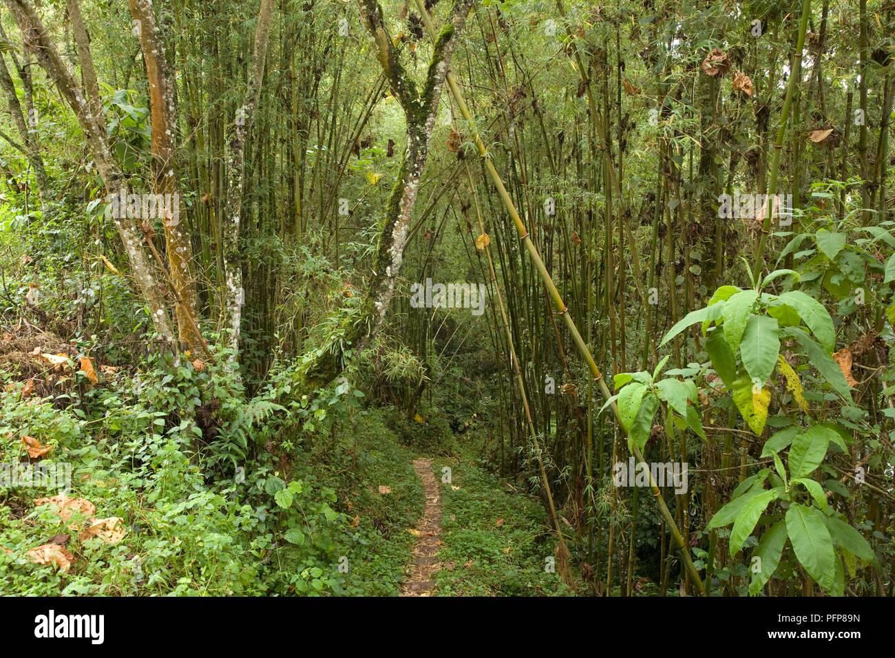 Kenya, Aberdare National Park, footpath cutting through bamboo forest ...