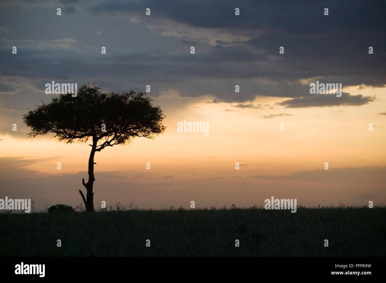 Moody mara landscape tree hi-res stock photography and images - Alamy