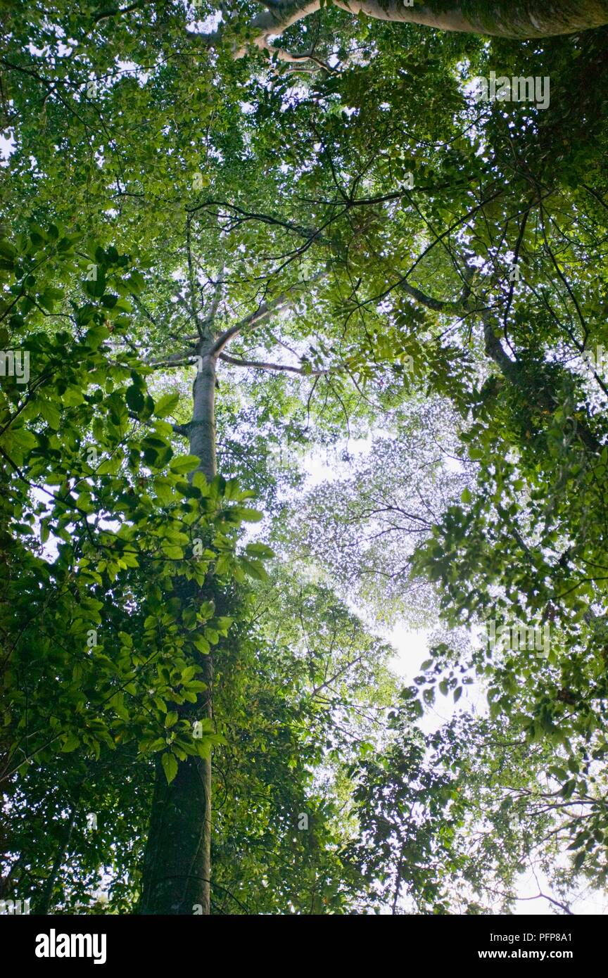 Kakamega forest kenya hi-res stock photography and images - Alamy