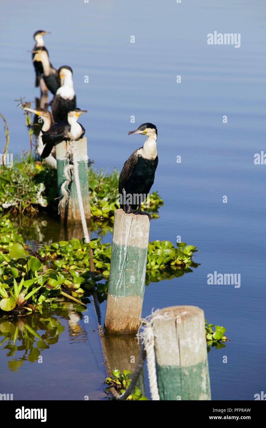 Kenya, Rift Valley, Lake Naivasha, White-breasted cormorants ...