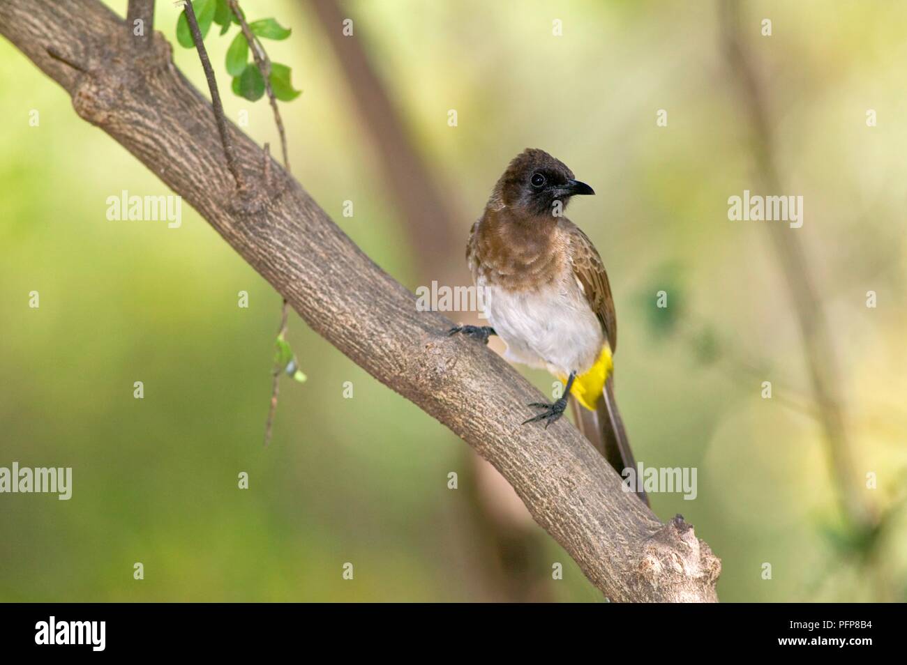 Common bulbul (Pycnonotus barbatus) on tree branch around Lake Baringo ...