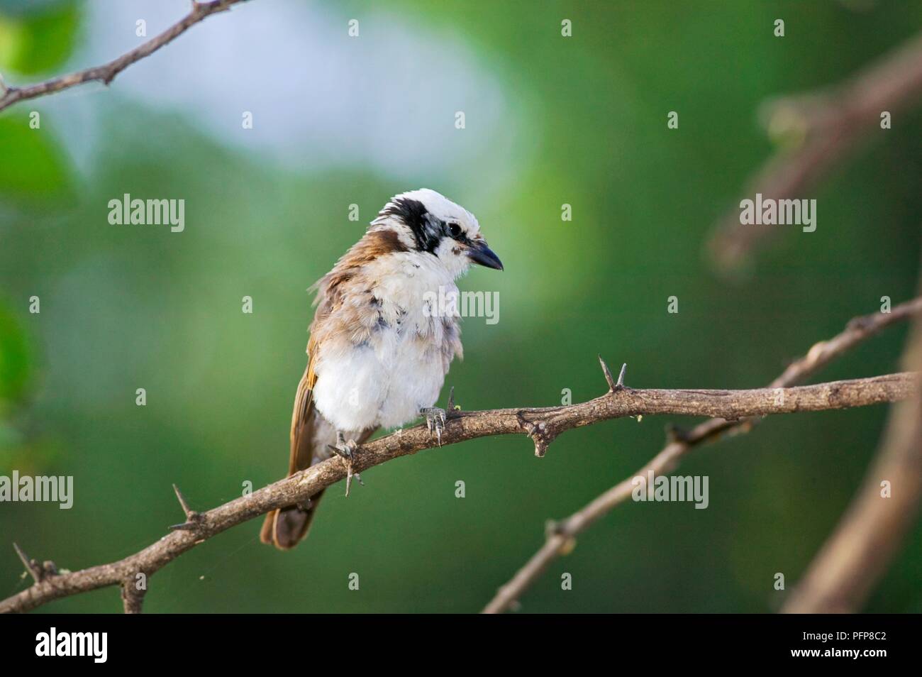 Northern white-crowned shrike (Eurocephalus rueppelli) on tree branch ...