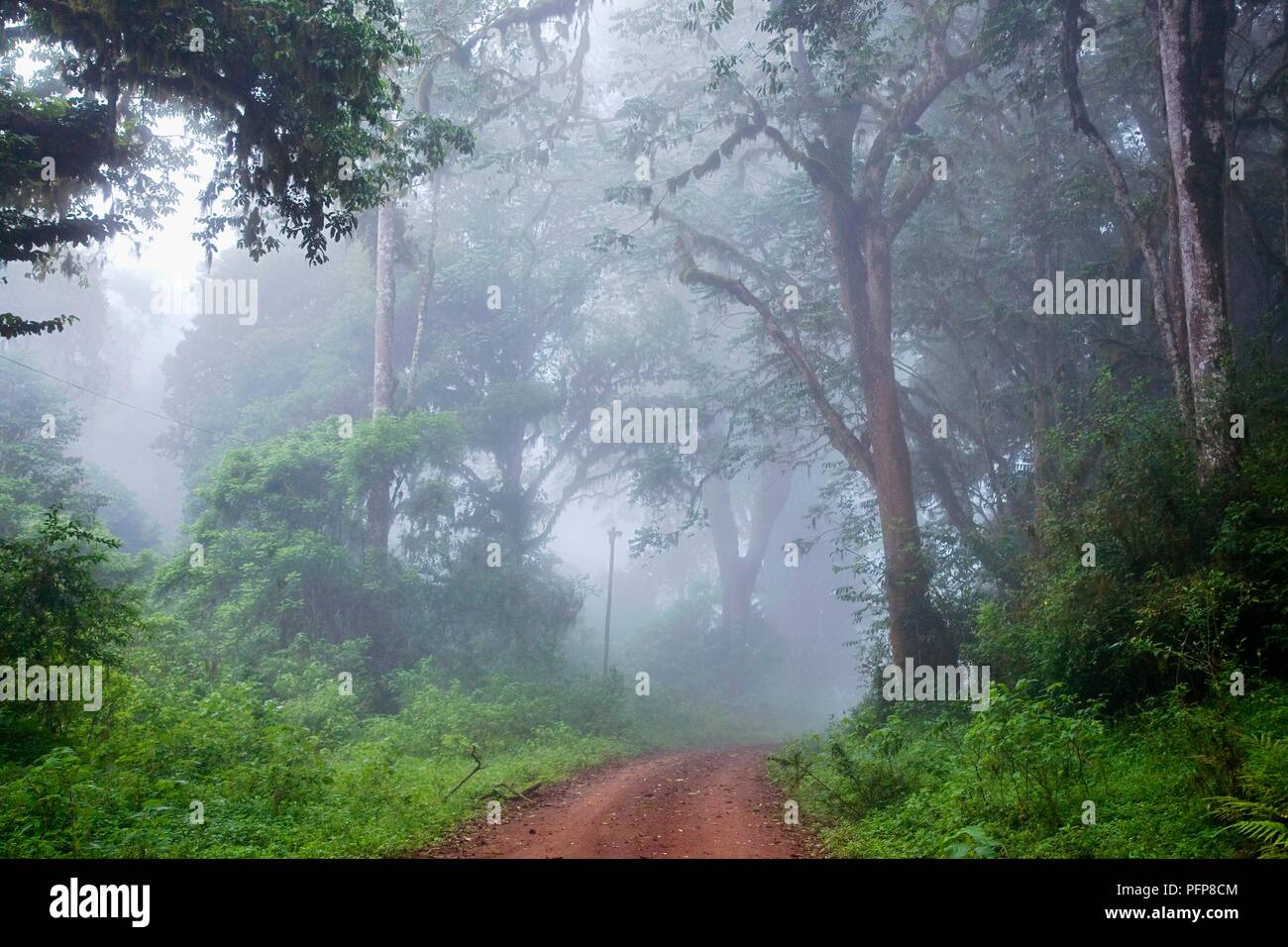 Kenya, Marsabit National Park, road through misty forest Stock Photo ...