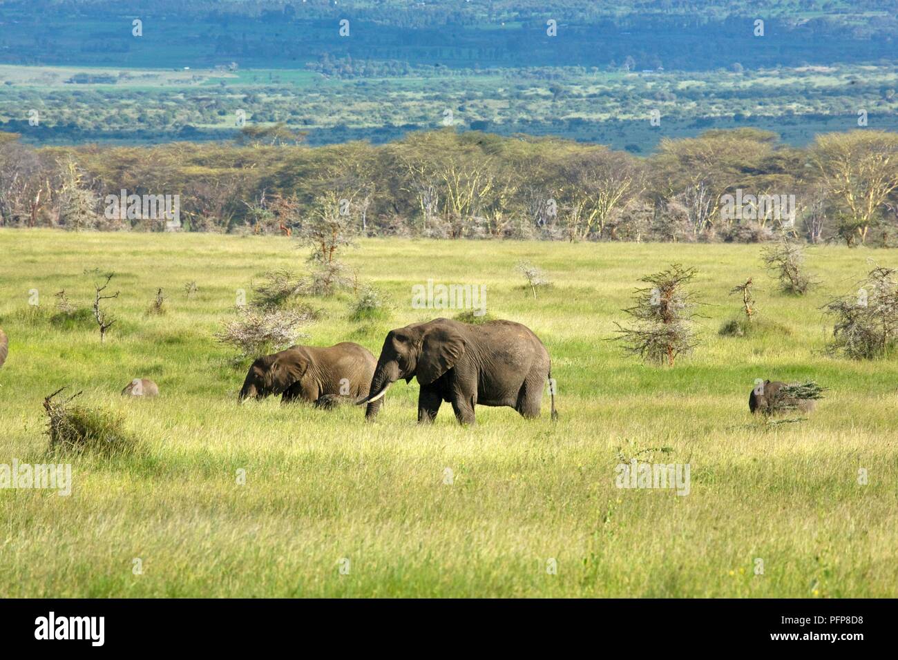 Kenya, Lewa Downs, African elephants (Loxodonta africana) walking ...