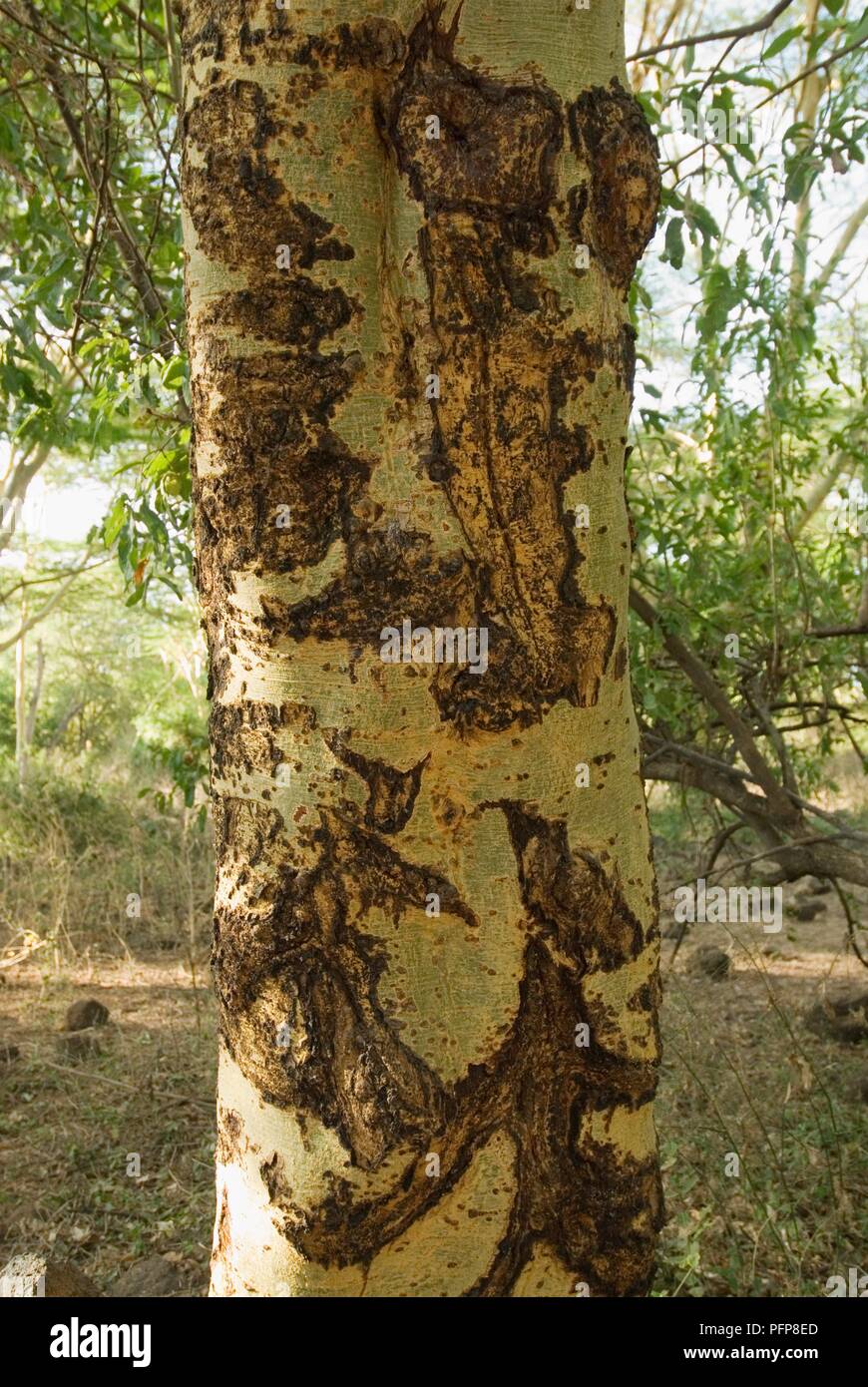 Kenya, Tsavo National Park, close-up on bark of Acacia xanthophloea ...