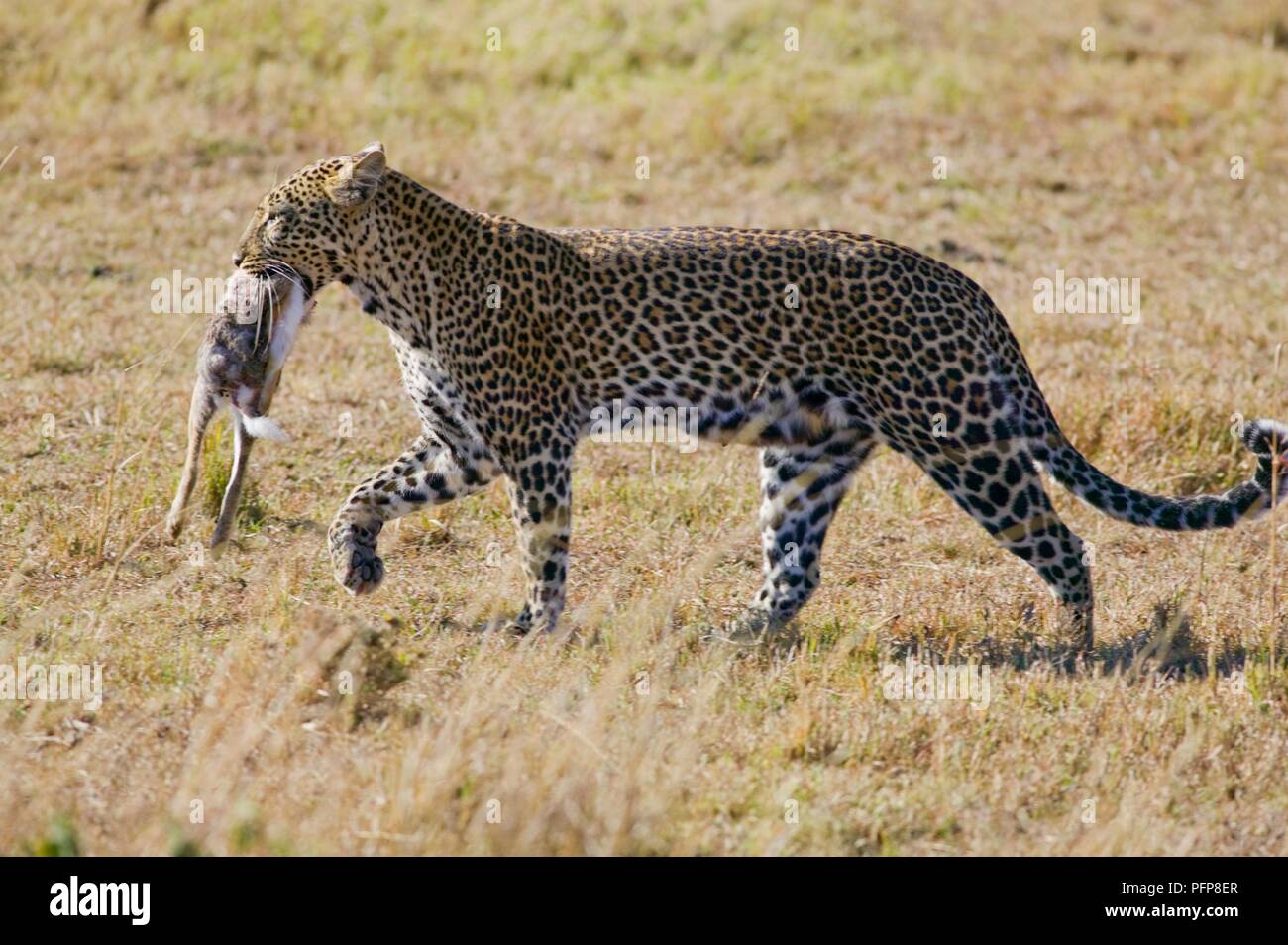 Leopard and rabbit hi-res stock photography and images - Alamy