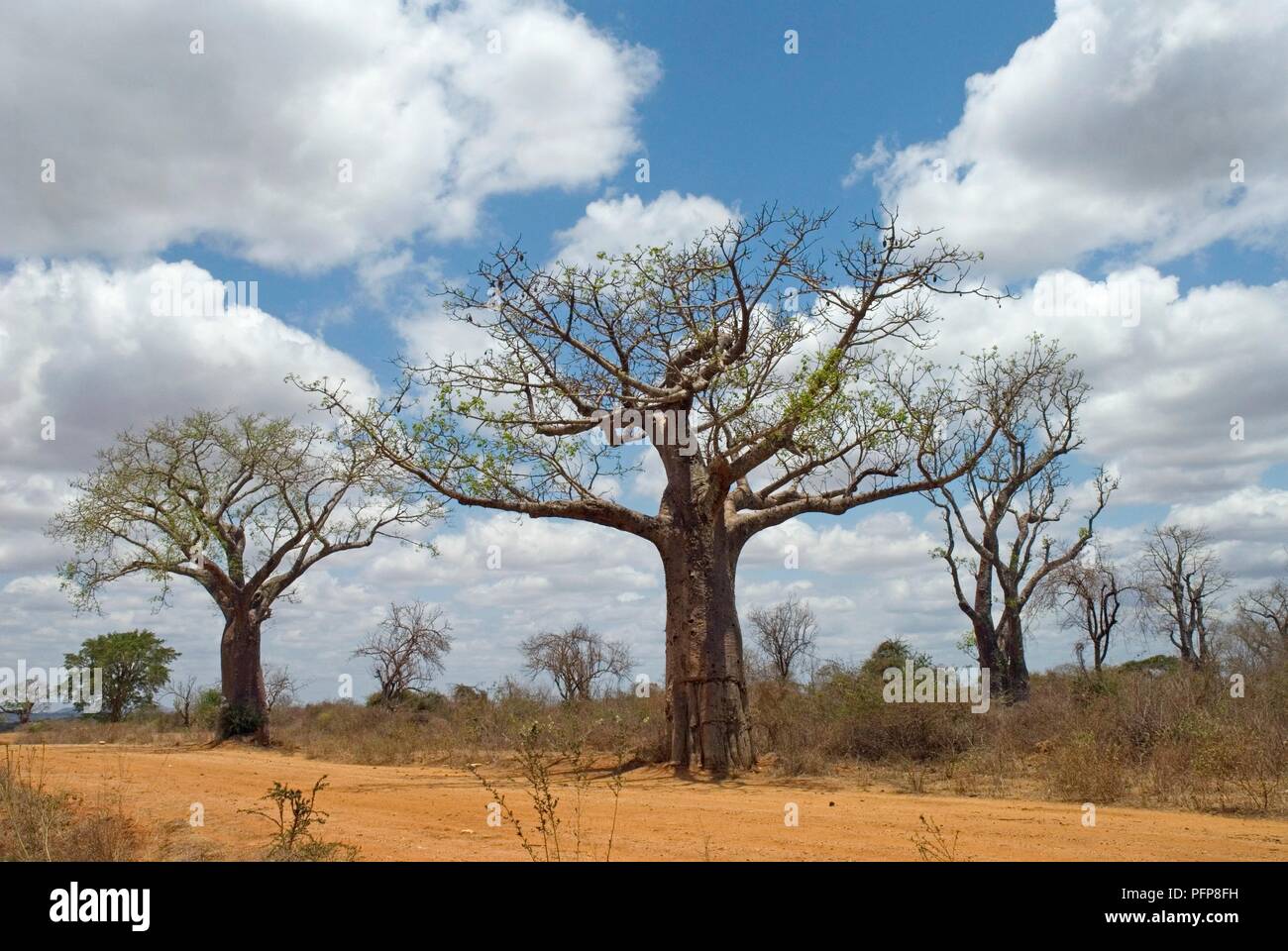 Kenya, Adansonia digitata (Baobab) trees along dirt road Stock Photo ...