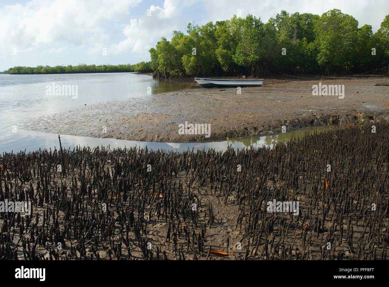 Kenya, mangrove roots at Bodo, opposite Funzi Island Stock Photo - Alamy