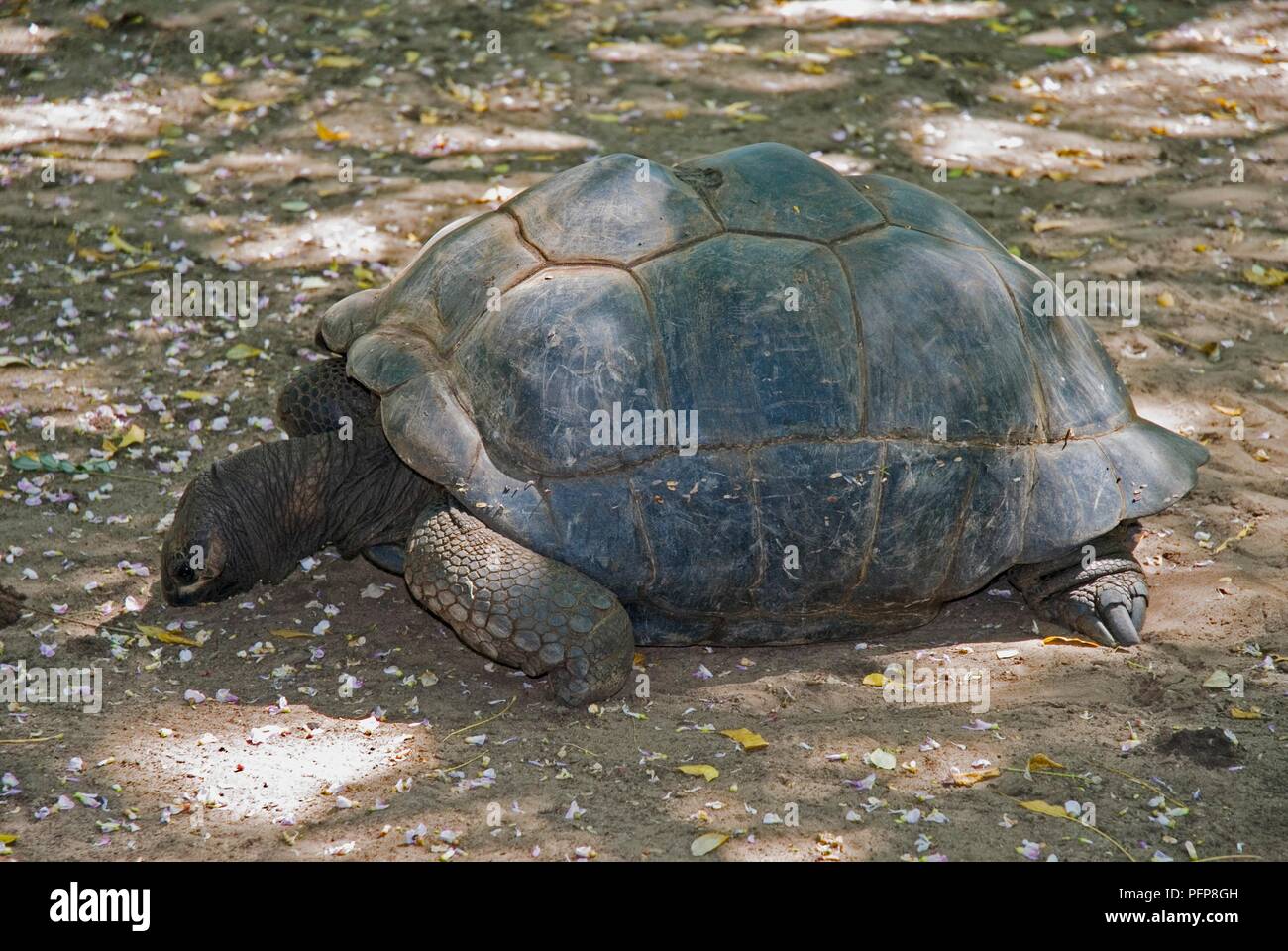 Kenya, Mtwapa, Kenya Marineland, tortoise Stock Photo - Alamy