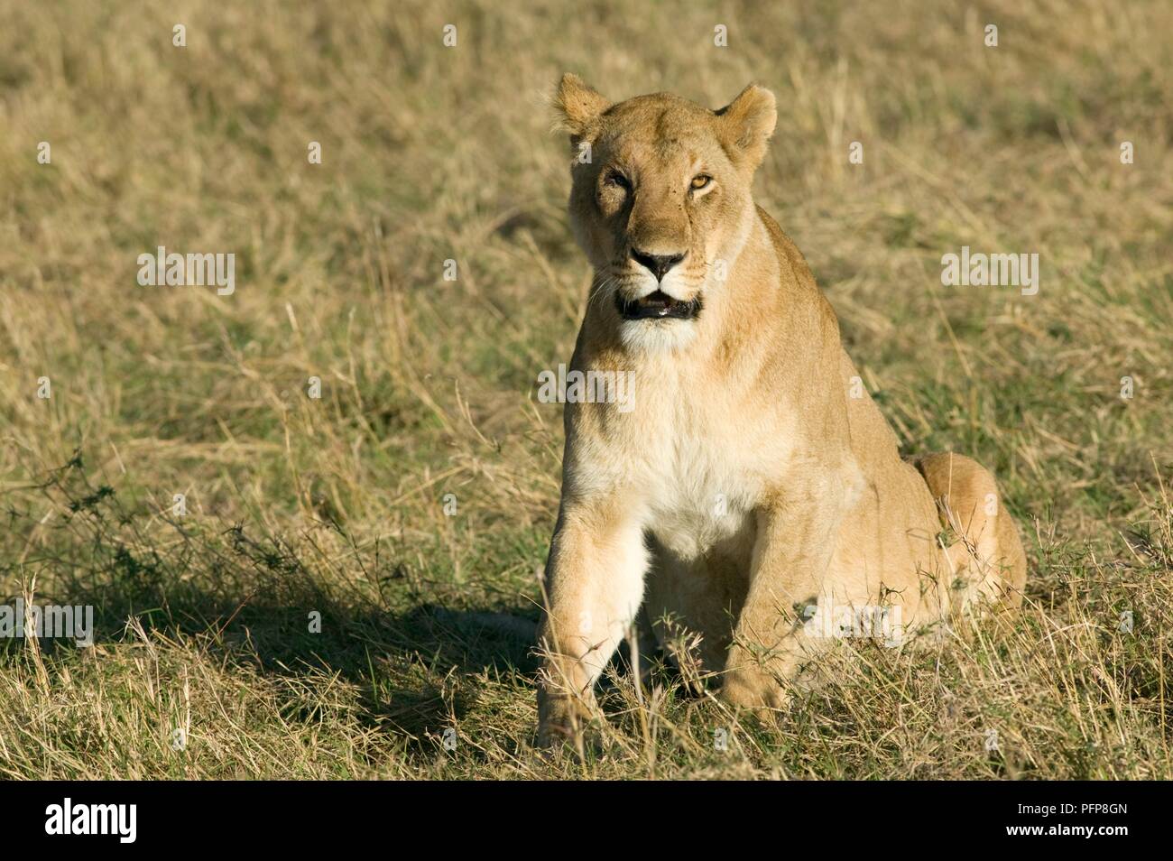 Kenya, Masai Mara National Reserve, a lioness sitting in the grass ...