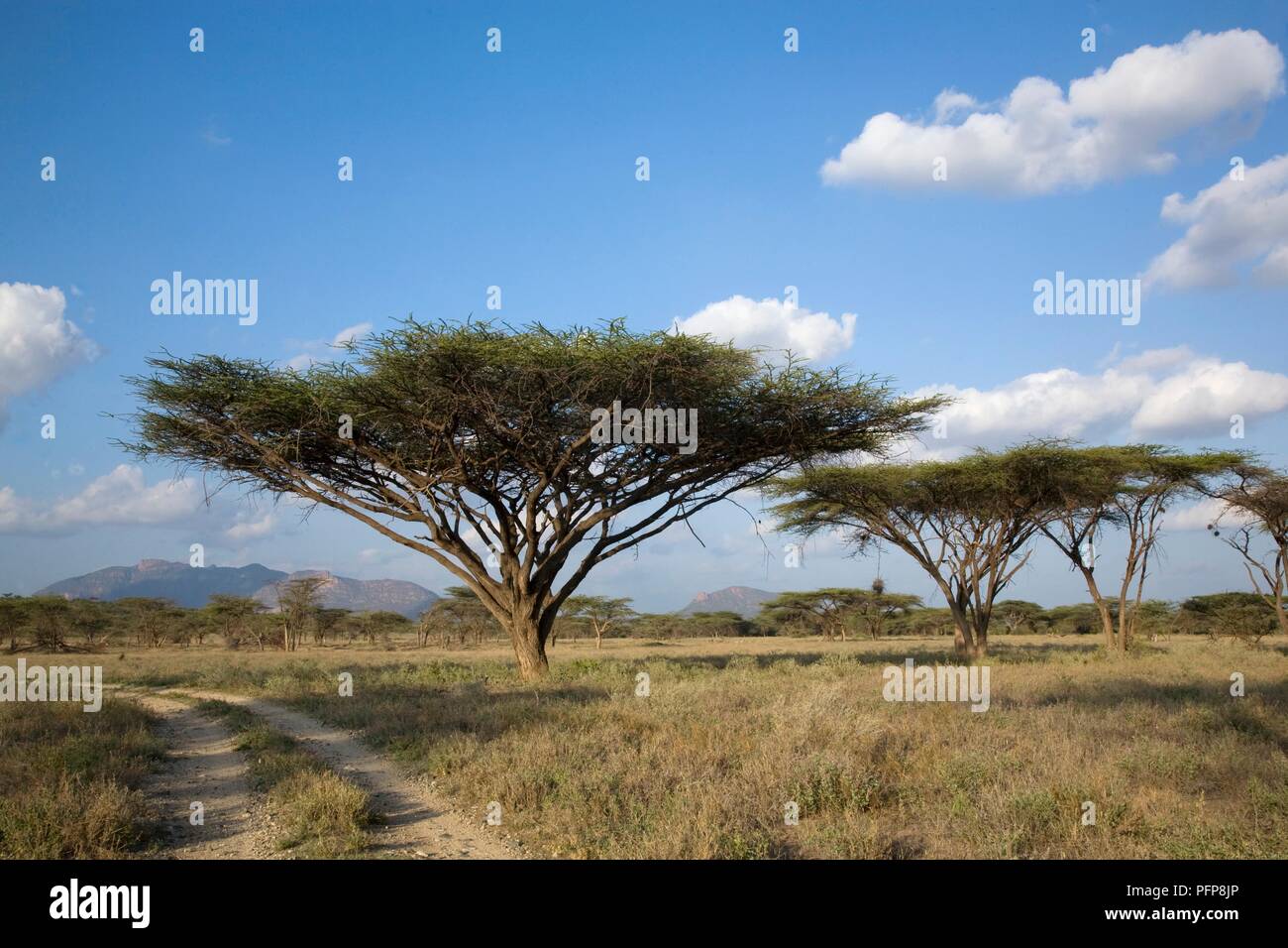Kenya shaba national reserve hi-res stock photography and images - Alamy