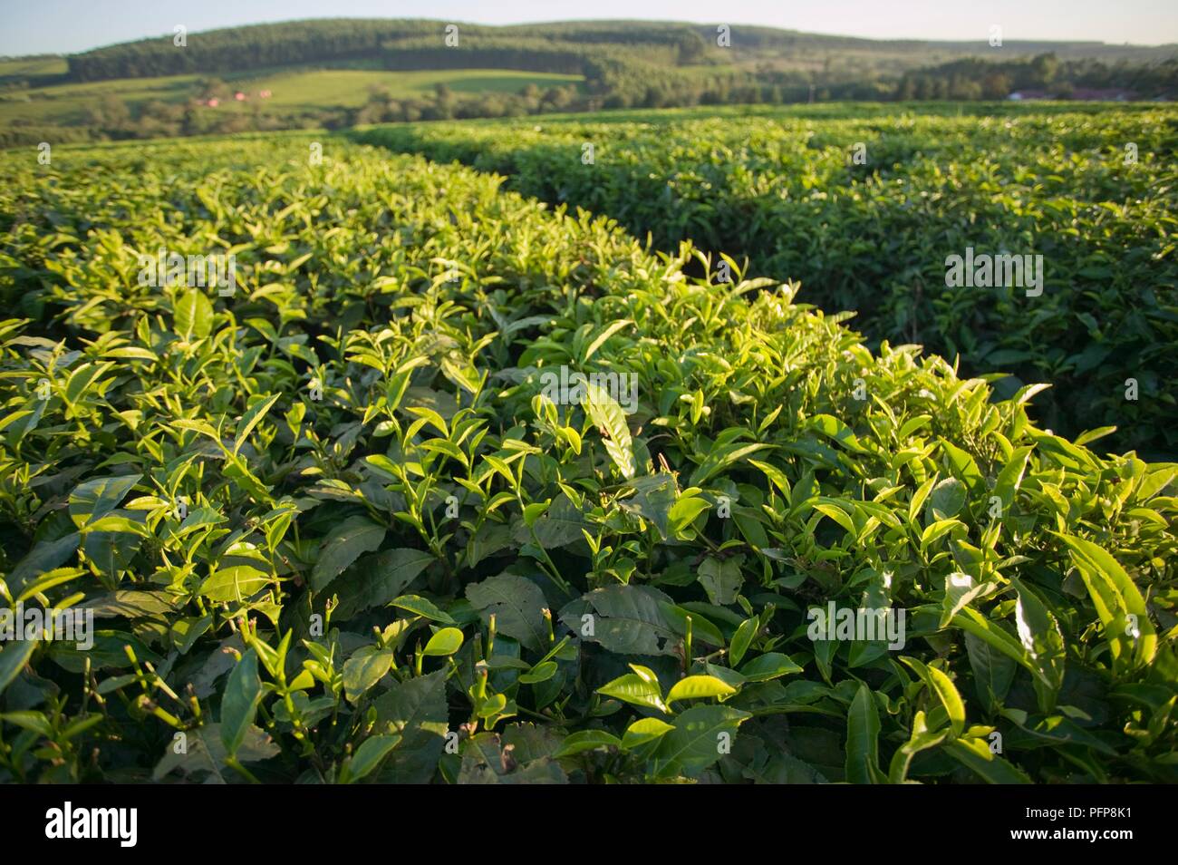 Tea plantation kericho kenya hi-res stock photography and images - Alamy