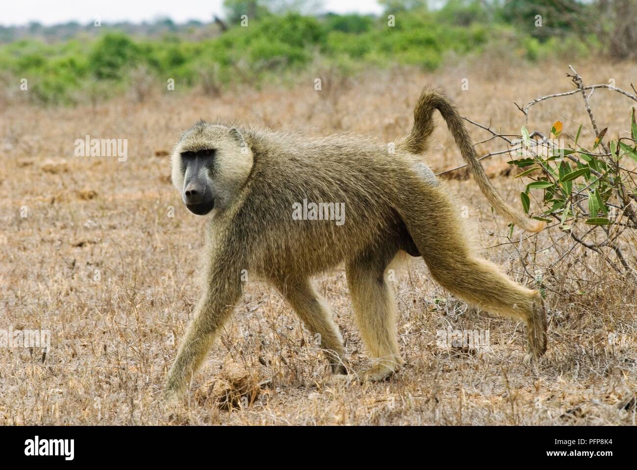 Africa, Kenya, Tsavo East National Park, Yellow Baboon (Papio ...