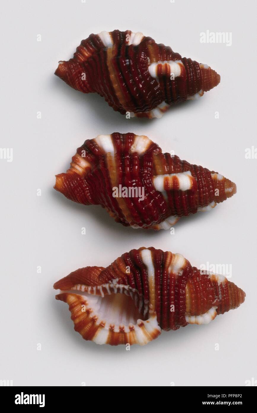 Triton red redbreast triton hi-res stock photography and images - Alamy
