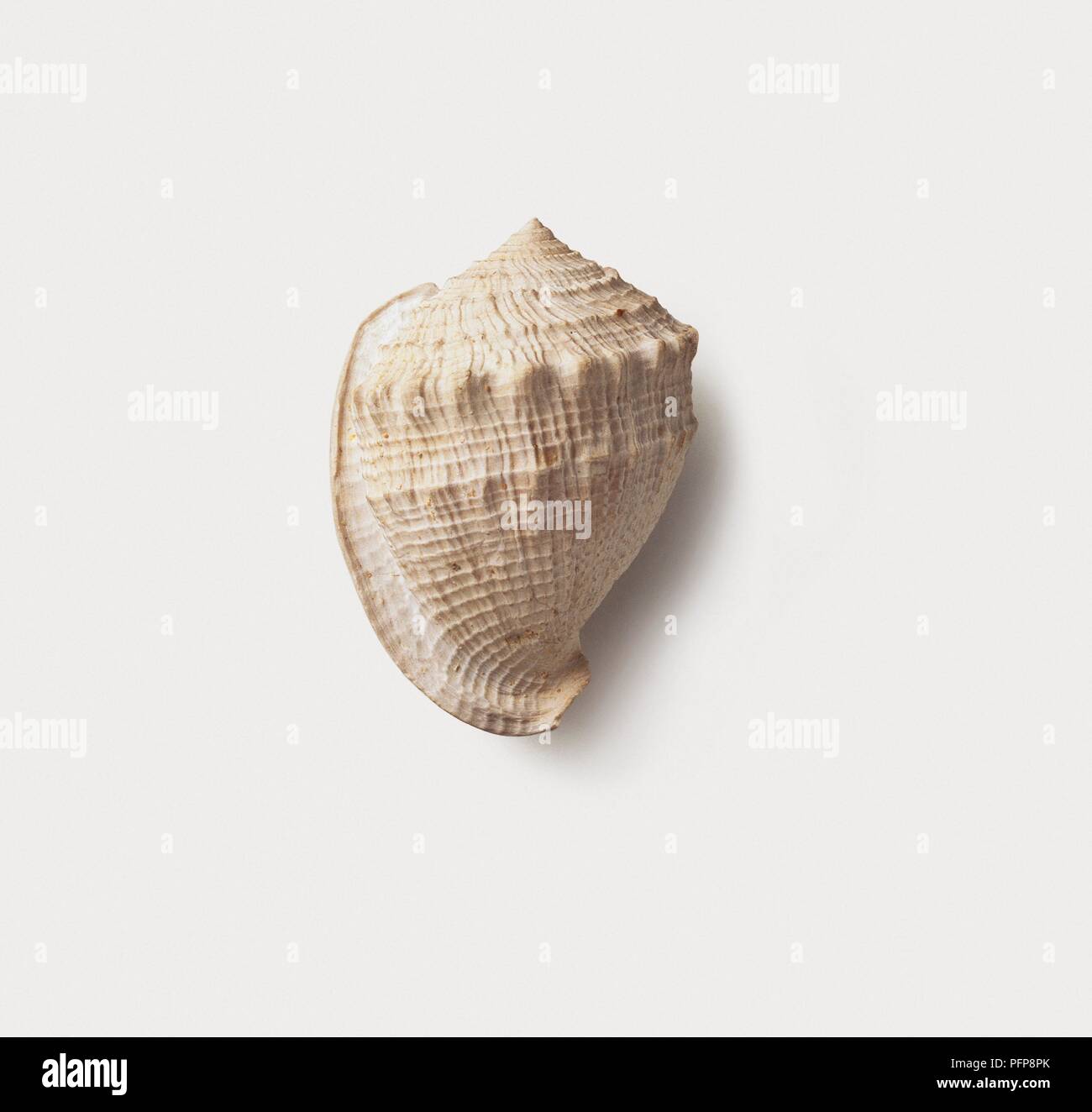 Eocene era hi-res stock photography and images - Alamy