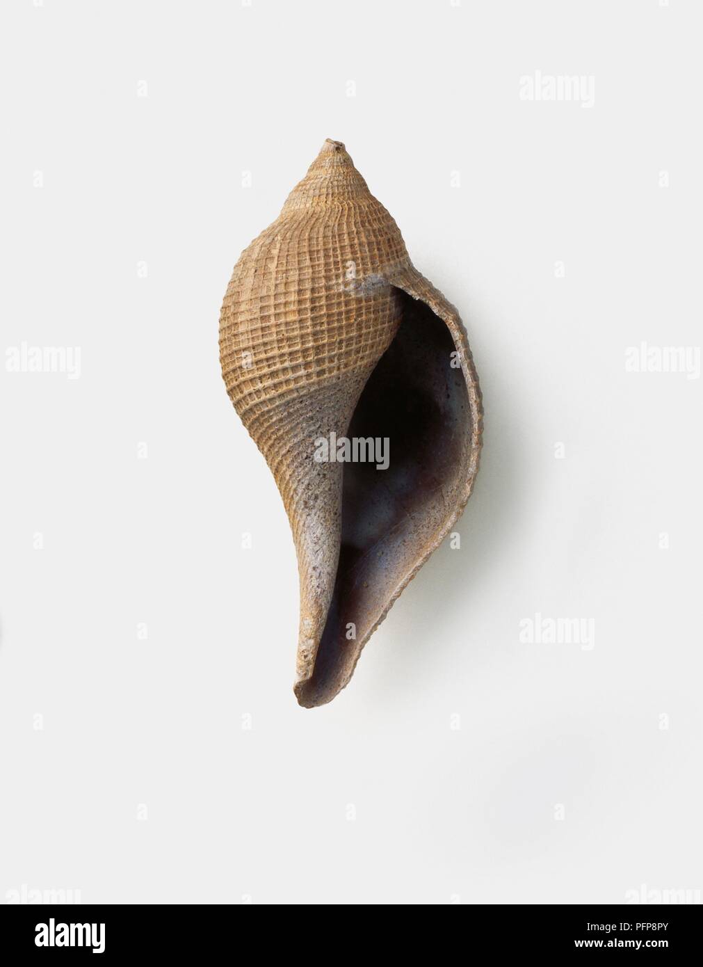 Eocene era hi-res stock photography and images - Alamy